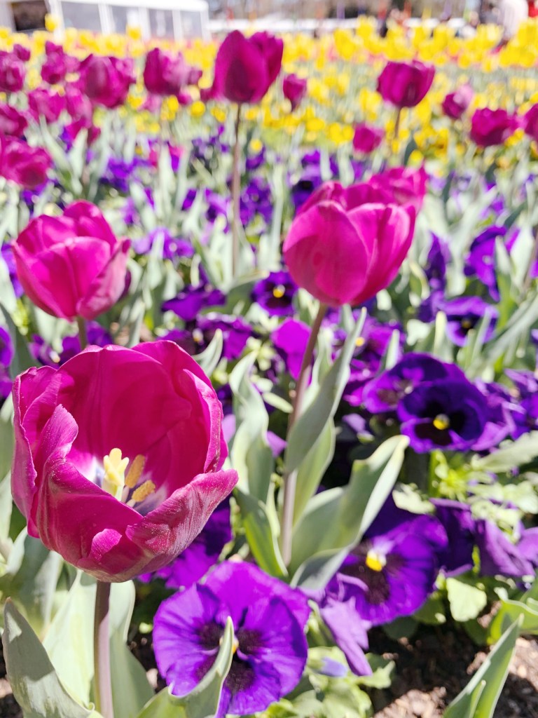 Floriade – simplynatalielaura