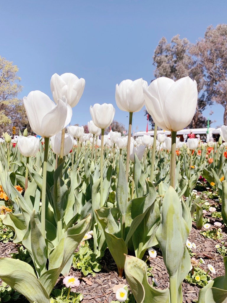 Floriade – simplynatalielaura